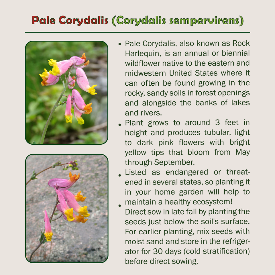 100 Pale Corydalis Seeds, Corydalis sempervirens, Rock Harlequin ...