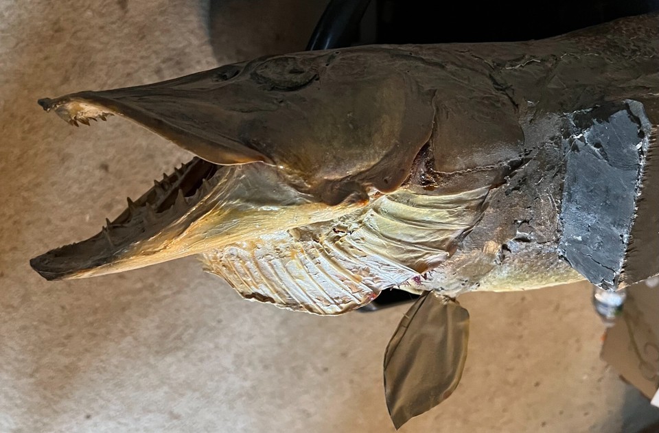 Vintage Real Skin 37" Muskie Northern Pike Fish Taxidermy Wall Mount ...