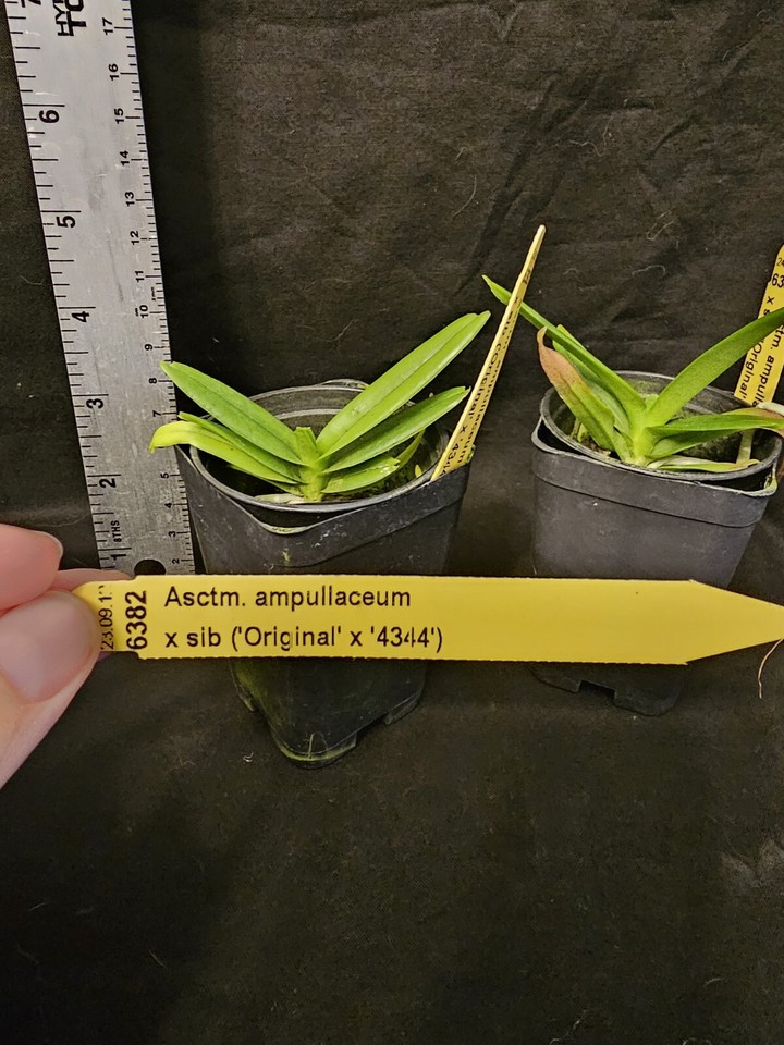 Vanda ampullaceum. Miniature compact vanda orchid species. | eBay