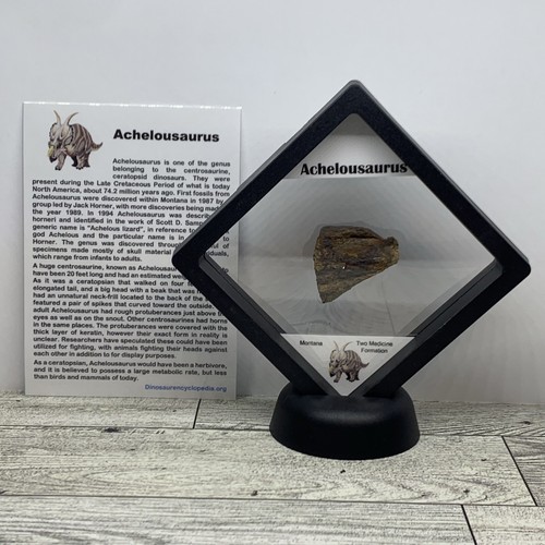 Achelousaurus Extinct Ceratops Dinosaur Bone Fossil in Display Case | eBay