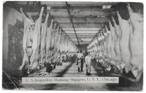 Postcard IL Chicago Illinois 1909 Stock Yard USY Inspectors in Hog ...