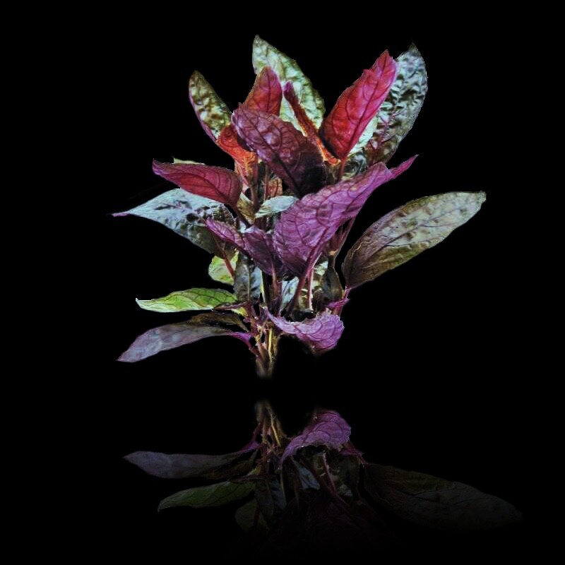 Purple Waffle Aquarium Plant