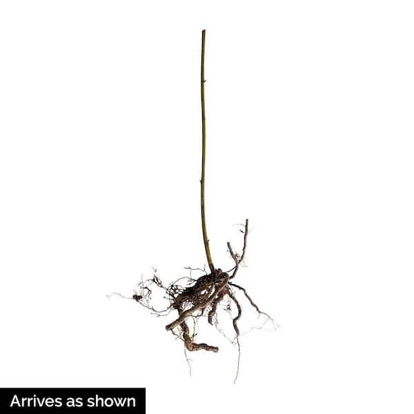 Thornless Boysenberry Dormant Bare Root Fruit Bearing Blackberry Plants ...