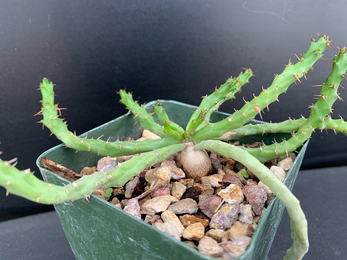 Euphorbia micracantha MEDUSOID - Rare Succulent Well Rooted Plant - 3 ...