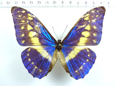 ENTOMOLOGY, BUTTERFLY: MORPHO CYPRIS CHRYSONICUS MALE ECUADOR RARE! | eBay