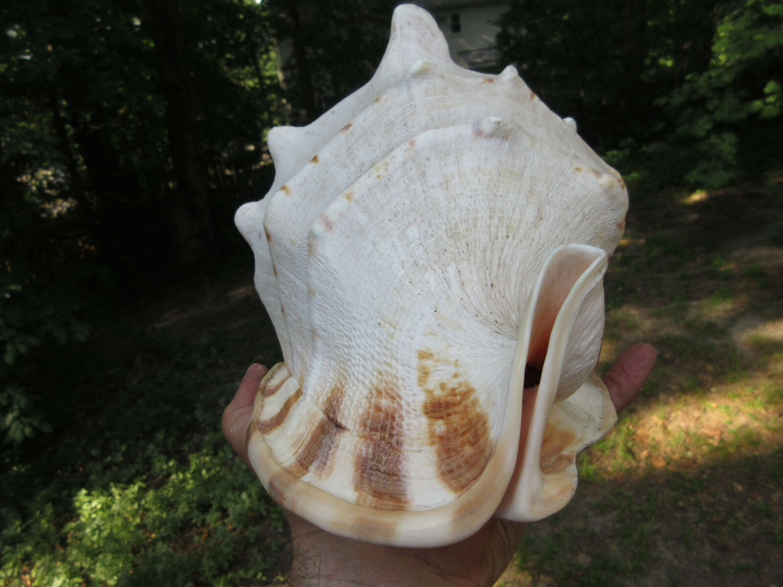 GIANT Cassidae Cornuta Cassis Madagascariensis Spinella 9.5" 241mm Sea Shell | eBay