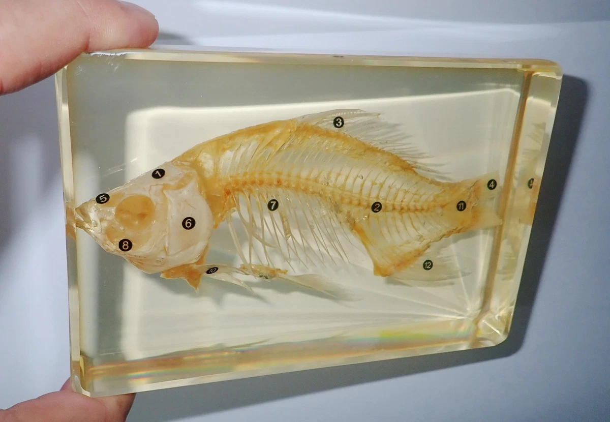 Goldfish Skeleton