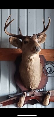 6 Point Whitetail Deer Head Mount Taxidermy Antler Buck Shoulder With ...