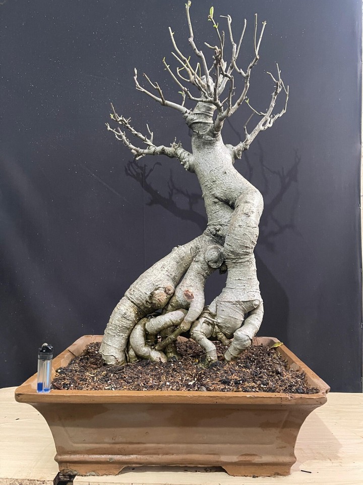 Actual plant Bonsai Adansonia digitata L (big size) - baobab bonsai ...