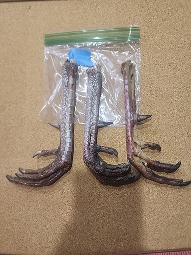 3 Real Wild Turkey Feet Pair Approximately 1-inch Spurs | eBay