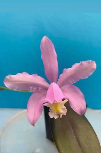 Cattleya kerrii Outcross Pink White BS Miniature Species Orchid Eros 4 ...