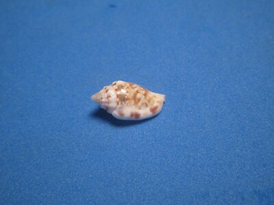 Strombus maculatus Sowerby, 1842 "HAWAIIAN ISLANDS;ENDEMIC. DWARF! (15.3mm) | eBay