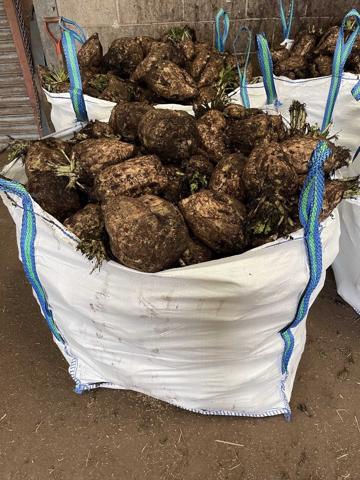 Enermax High Energy Fodder Beet For Cows Sheep Pigs Horses Feed ...