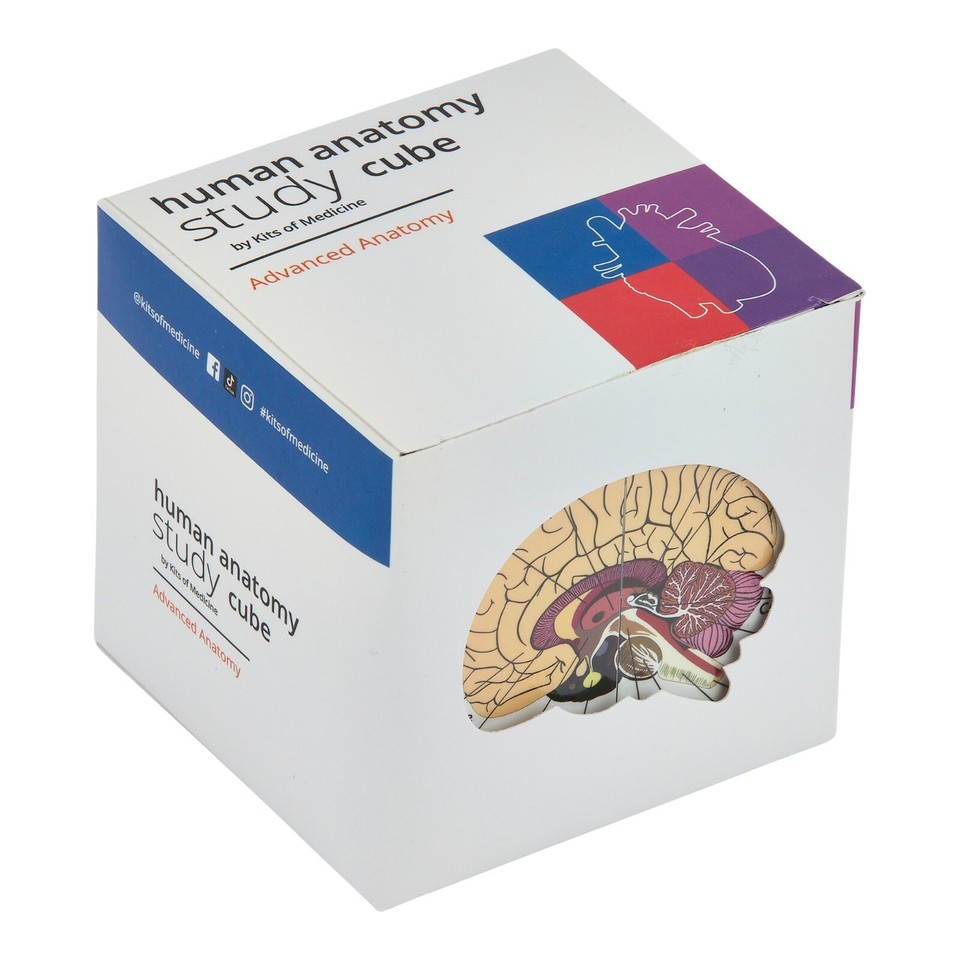 Human Anatomy Study Cube | Anatomy Gift | Learn 9 Parts of The Human ...