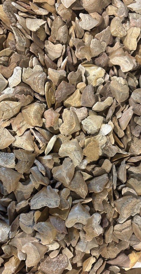 10 Handpicked pieces Shark Squalicorax Pristodontus Corax Tooth Teeth ...