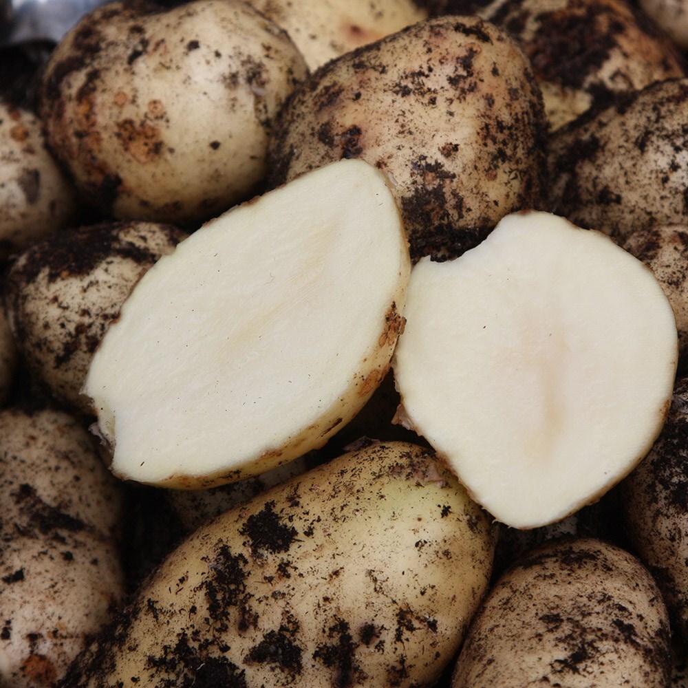 Seed Potatoes Certified Scottish Crops, Many Varieties Available | eBay UK