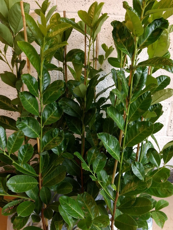 5X CHERRY LAUREL HEDGING PLANTS EVERGREEN TREES SHRUBS HARDY 2LT POTS 3 ...