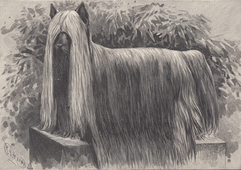 CHAMPION YORKSHIRE TERRIER DOG SHOW BENCH DOG SHOW ANTIQUE ART PRINT ...