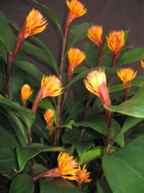Golden Brush Dwarf Ginger - Burbidgea schizocheila- SMALL ROOTED ...