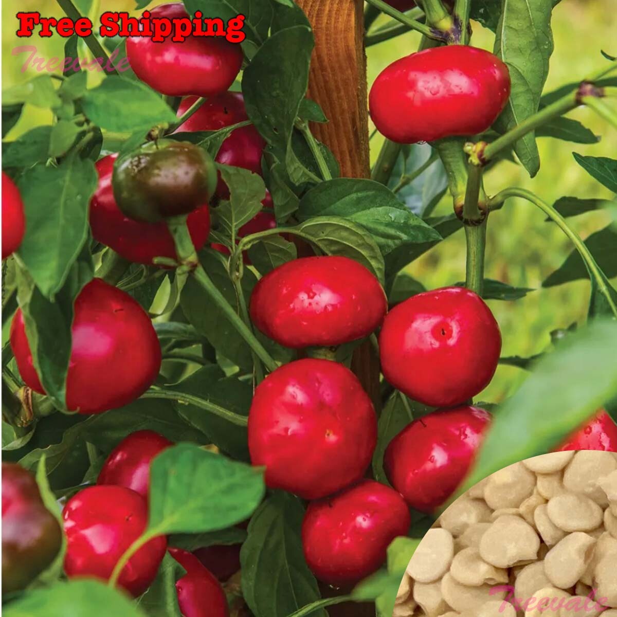 Red Hot Cherry Pepper Seeds | Red Cherry Hot Pepper Seeds, Primenta ...