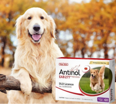 Supplement For Dog Antinol EAB277 Pet Pain Relief bones Anti ...