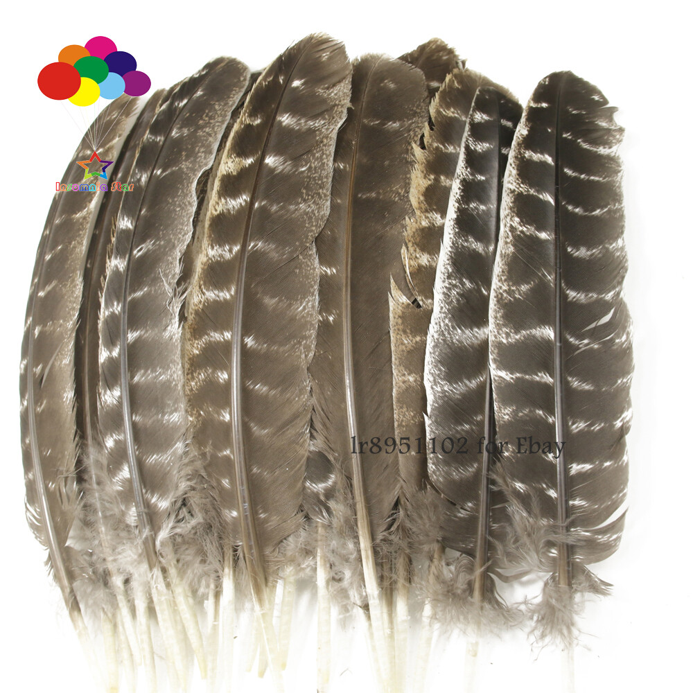 Turkey Wing Feather