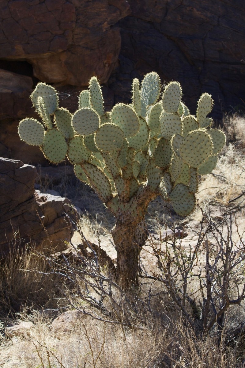 Pancake Prickly Pear Cactus In The Desert