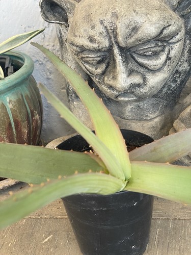 ALOE VANBALENII - rare OCTOPUS aloe seedling -- SEED GROWN!! | eBay