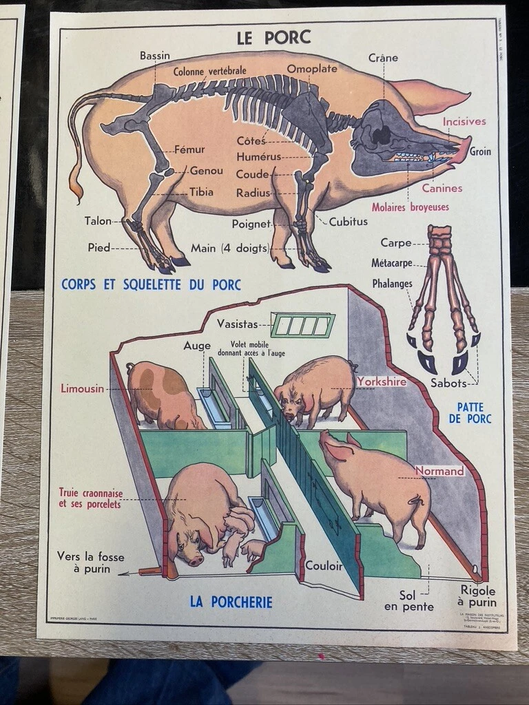 Pig Skeleton Diagram