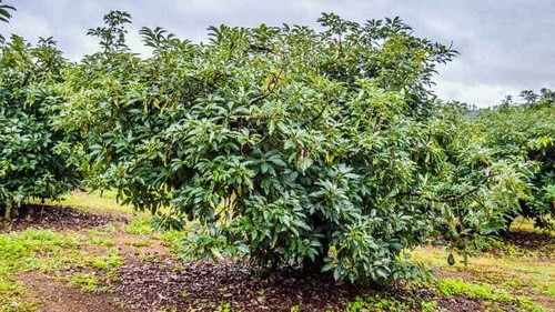 SALE GRAFTED Naturally Dwarf Maria Black AVOCADO VARIETY! RARE and ...
