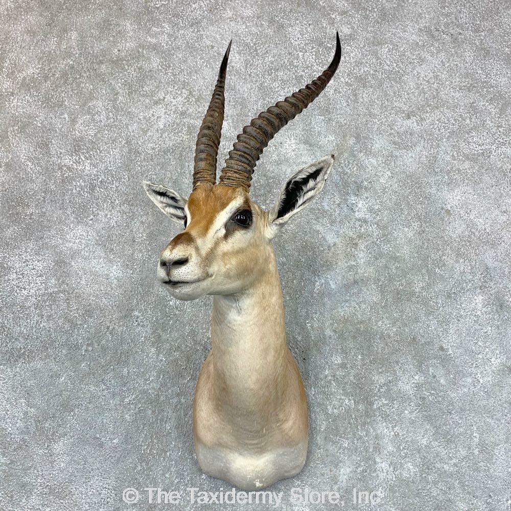Gazelle Head