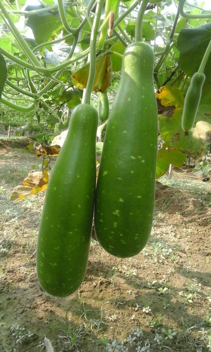 Indian Squash Vegetable