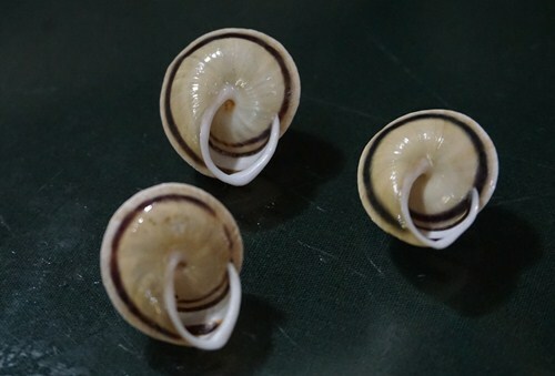 Land snail Obba Bigonia 19.5 - 22 mm F+++/GEM "3 pieces NICE color pattern , | eBay