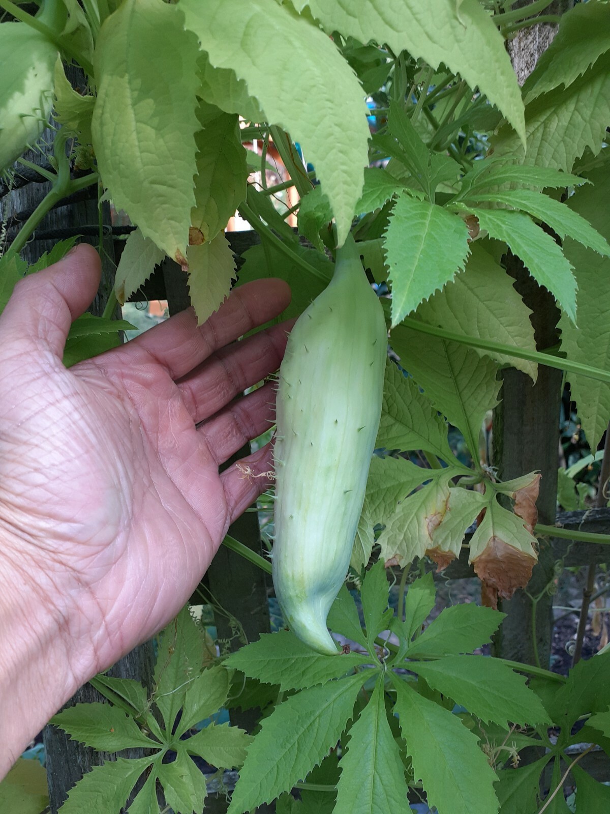 Achocha Bolivian Giant - Rare Big Potol Pointed Gourd Garden Allotment ...