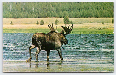 Shiras Moose Vintage Postcard Wyoming Largest Deer River Photo Finis ...