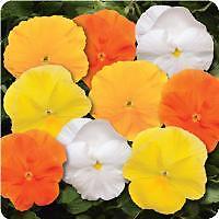 Pansy Spring Matrix Daffodil Mix 1,000 seeds | eBay