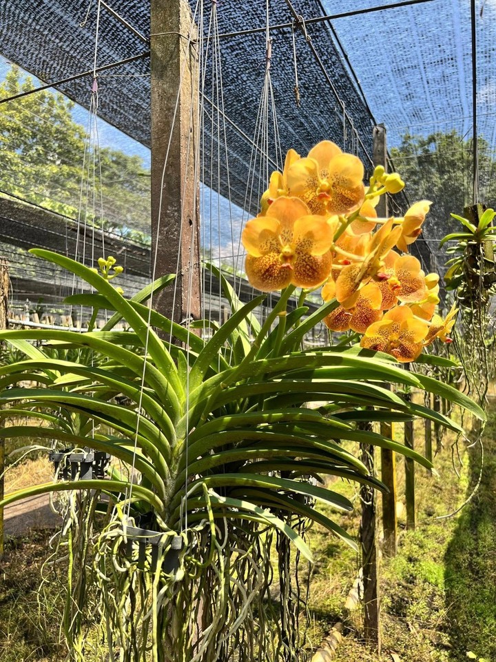 Rare Two-Tone Yellow Vanda Orchid -Fragrant Hybrid with Long-Lasting ...