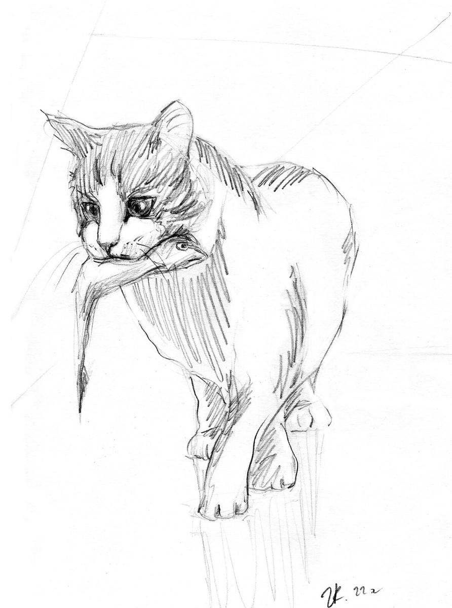 Cat Drawings In Pencil
