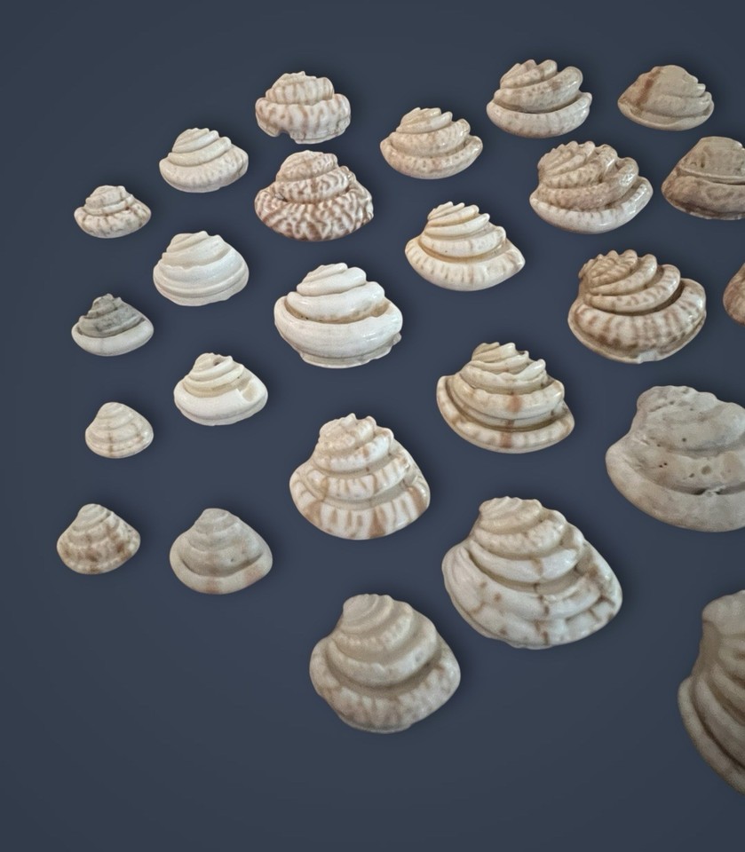 Imperial Venus Shells Lirophora clenchi 42 Pieces 0.5”-1.25” RARE ...