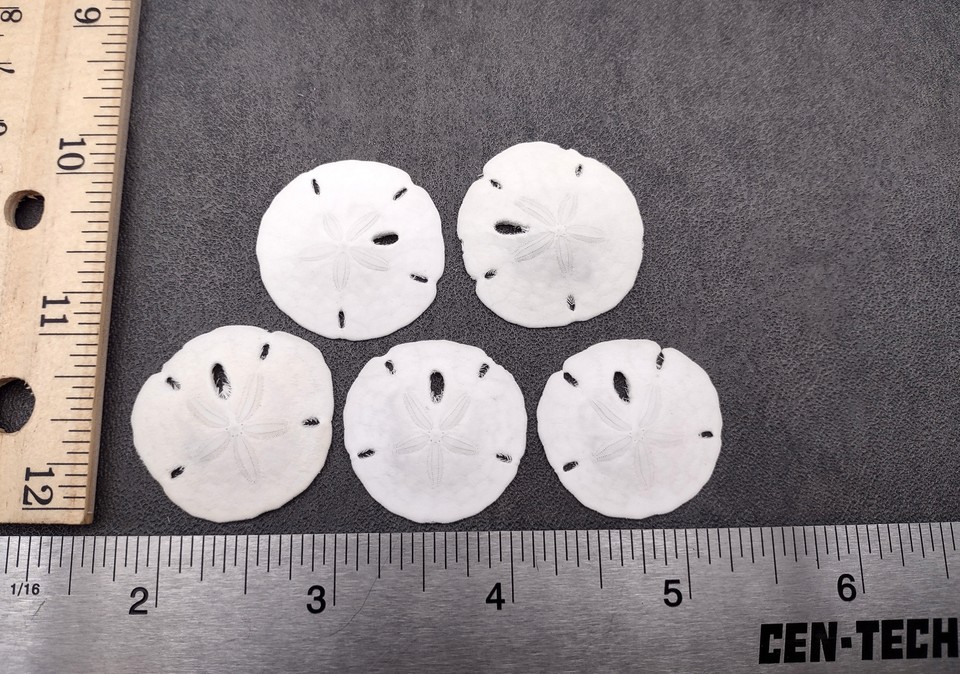 Florida Keyhole Sand Dollar Shells Mellita (10 sand dollars approx. 1 ...