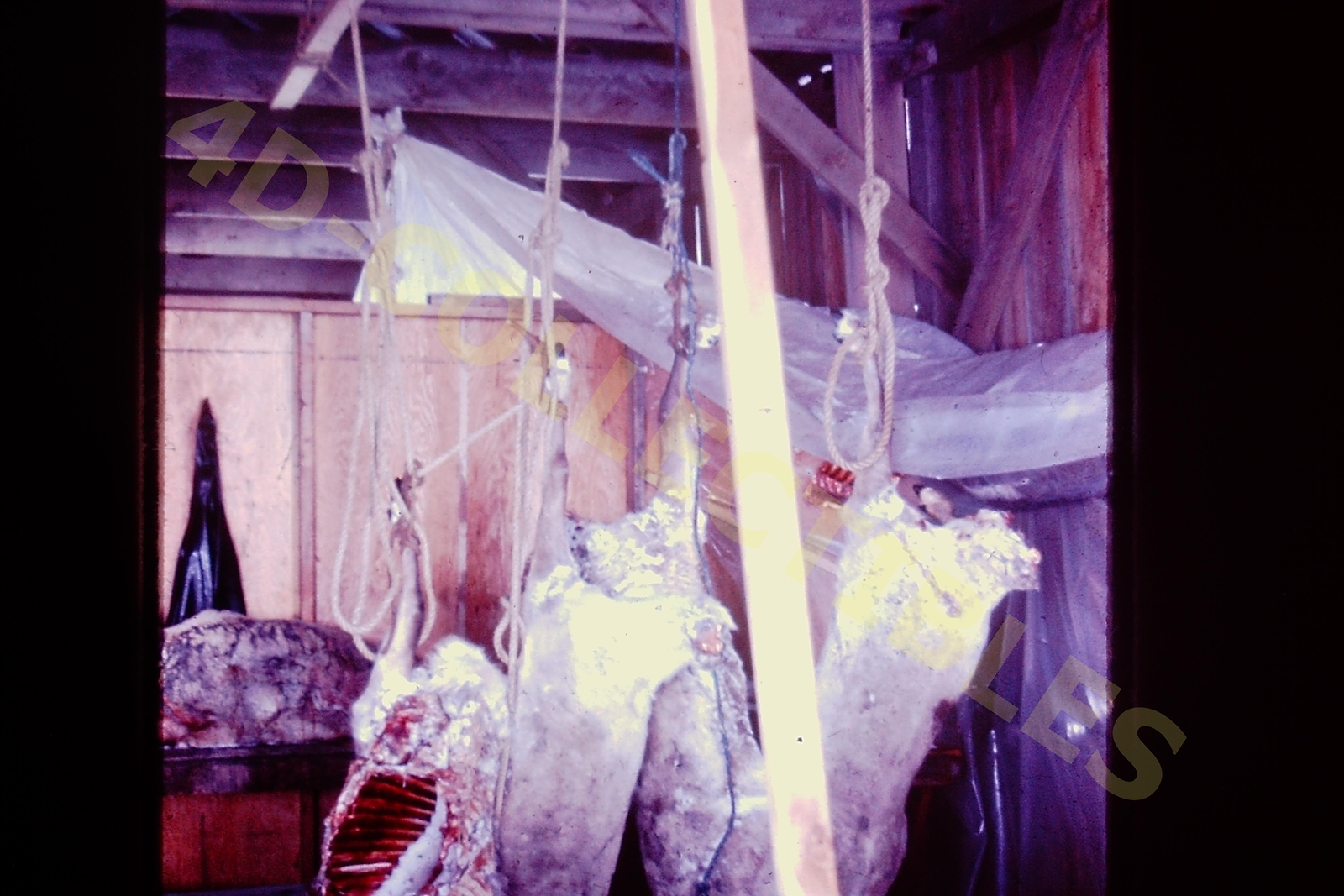 Vintage Slide Photo Old Butcher Shop Scene with Hanging Meat Cuts | eBay