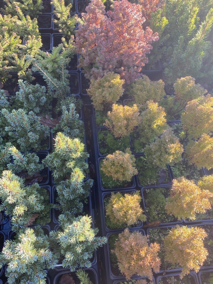 3X ORNAMNENTAL DWARF PINE MIXED PLANTS HARDY EVERGREEN TREES 2LT POTS ...