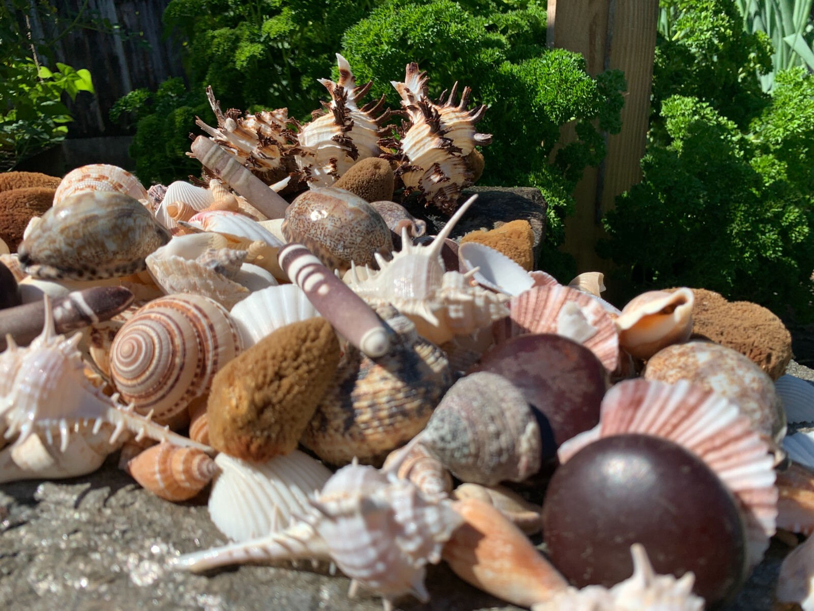Huge Lot of Beautiful Seashells 5+ LBS Sea Shells Best Price! Free Ship ...