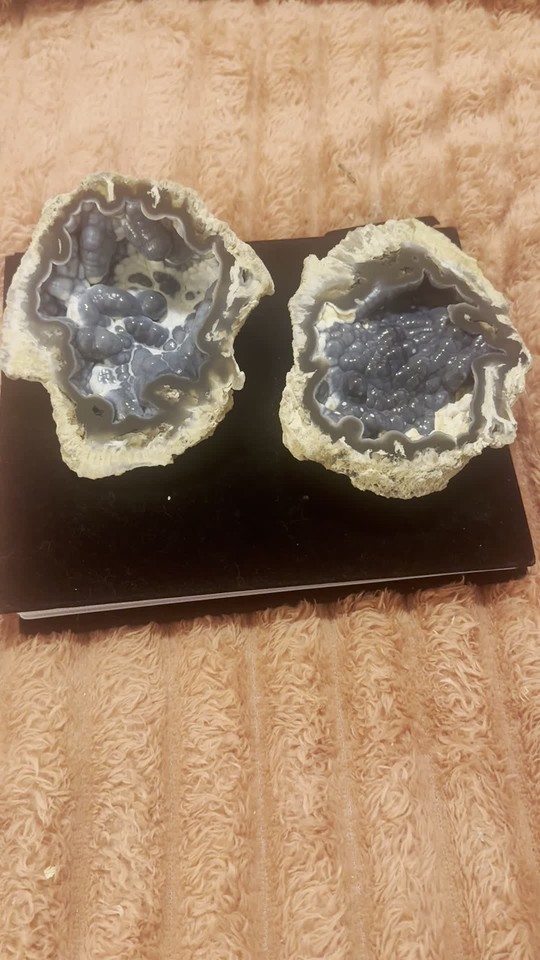 Rare Agatized Coral Fossil Geode -Large, Rare Colors! | eBay