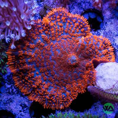 Superman Rhodactis Mushroom | eBay