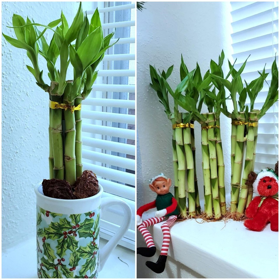 Lucky Bamboo 6x8inches, FREE Butterfly Stake, Gift, Feng Shui, Just Add ...