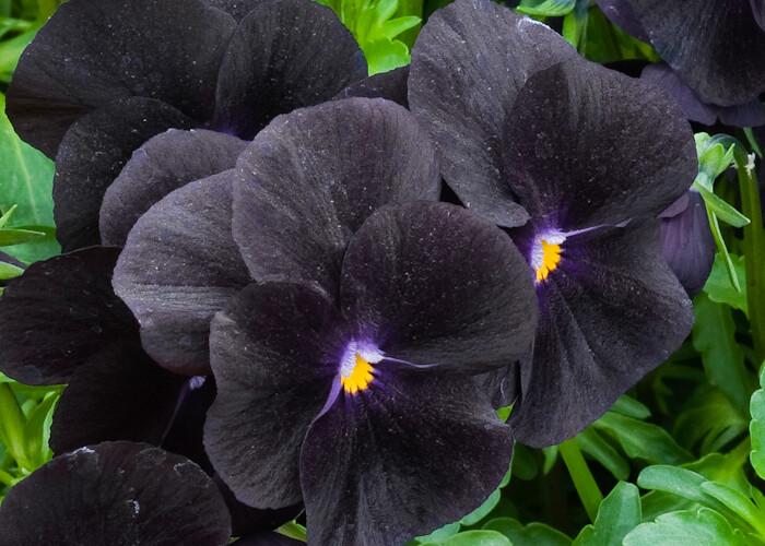 20 PANSY "BLACKJACK" SEEDS(Viola x wittrockiana); Flowers with velvet ...