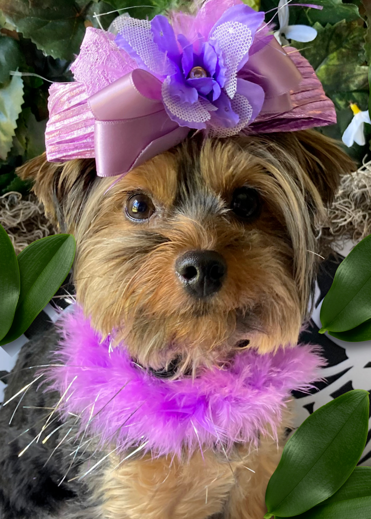 Baby Yorkie With Bow