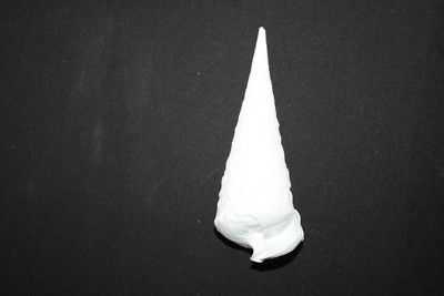 'Bell Clapper' seashell REDUCED price ! | eBay