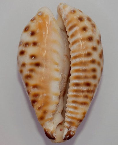 ULTRA RARE! Cypraea fultoni miniatra 64.1mm Fresh dead, Ramsgate, Kwa ...